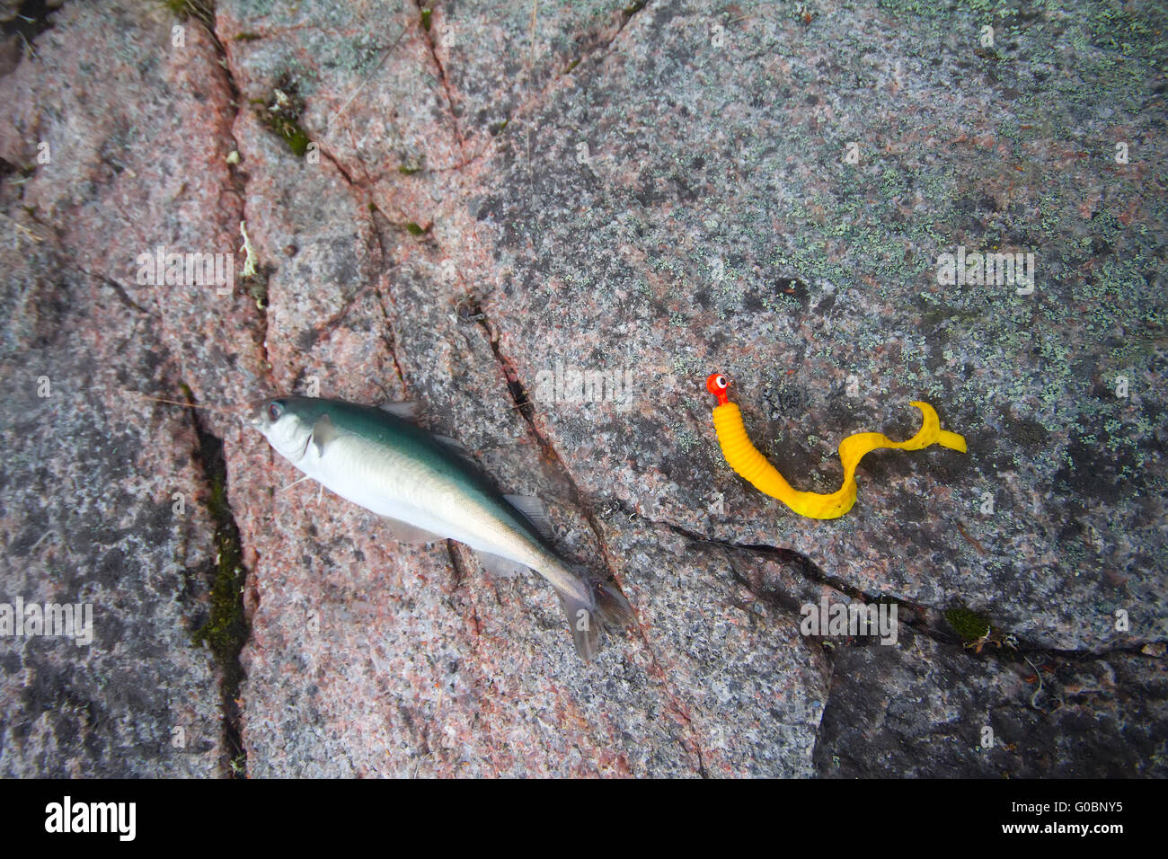 Barents sea cod and haddock hi-res stock photography and images - Alamy