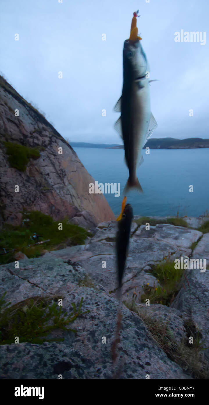 haddock on a rod night sea fishing in Scandinavia Stock Photo - Alamy