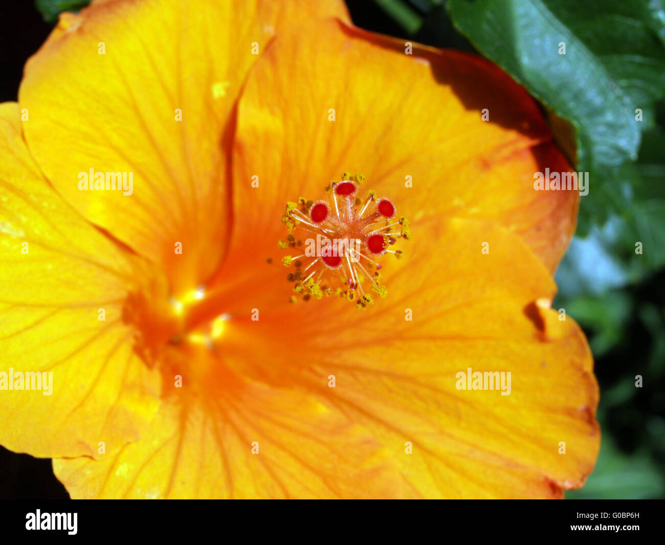 Orange Flower closeup showing stigma with pollen Stock Photo - Alamy
