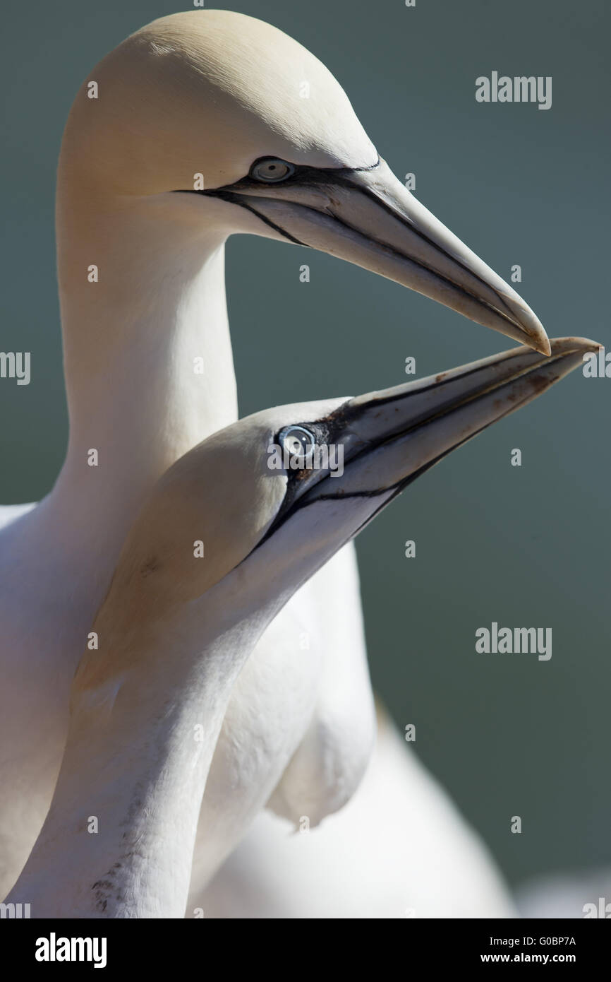 Mating northern gannet hi-res stock photography and images - Alamy