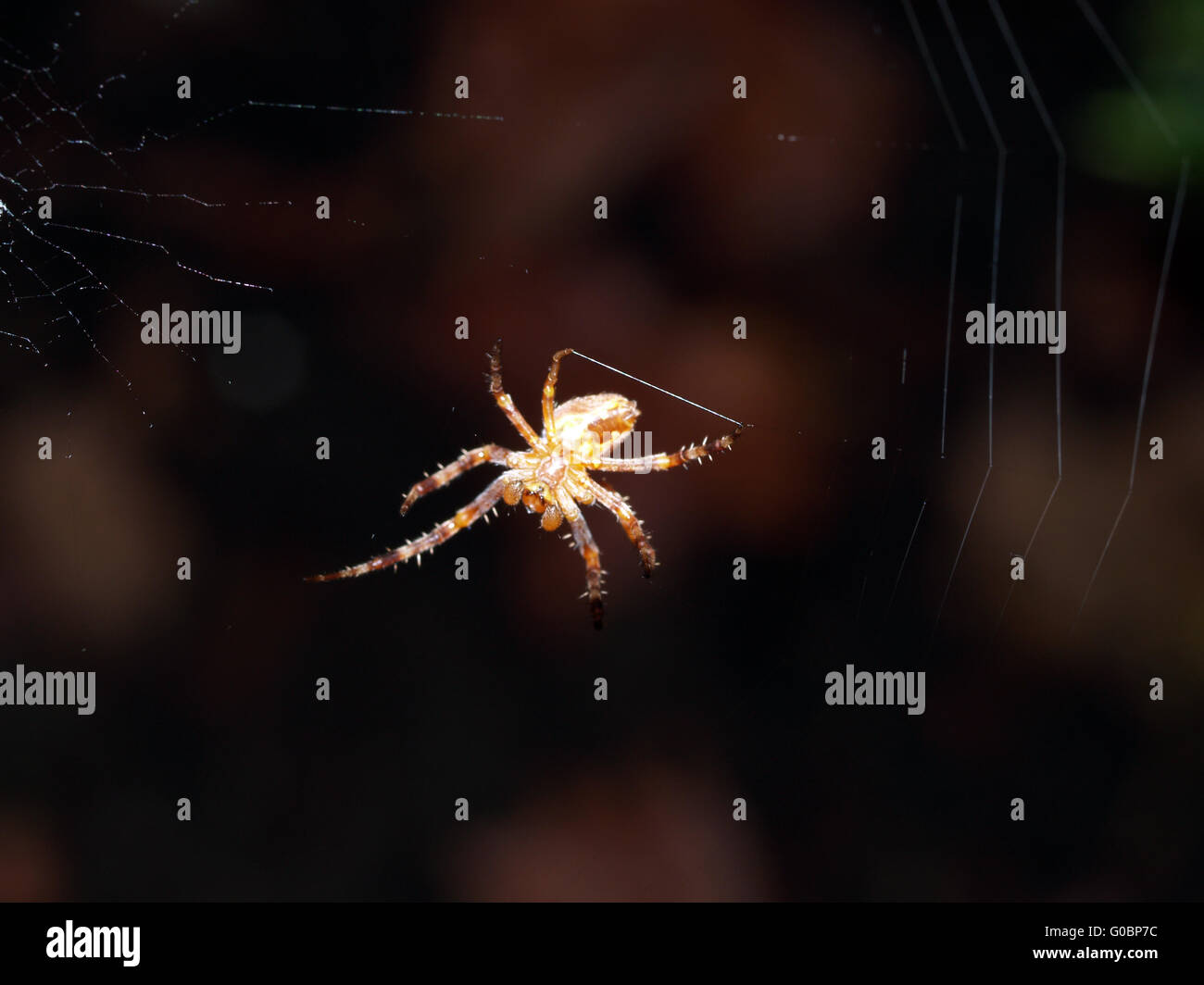 yellow spider with thread of web between legs Stock Photo - Alamy
