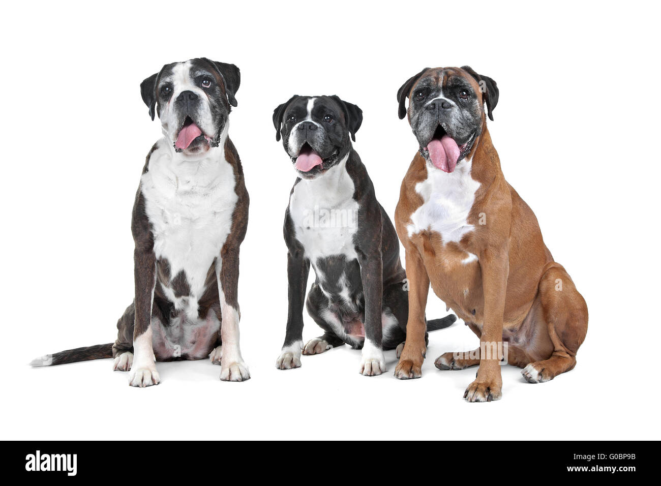 a group of three boxer dogs Stock Photo - Alamy