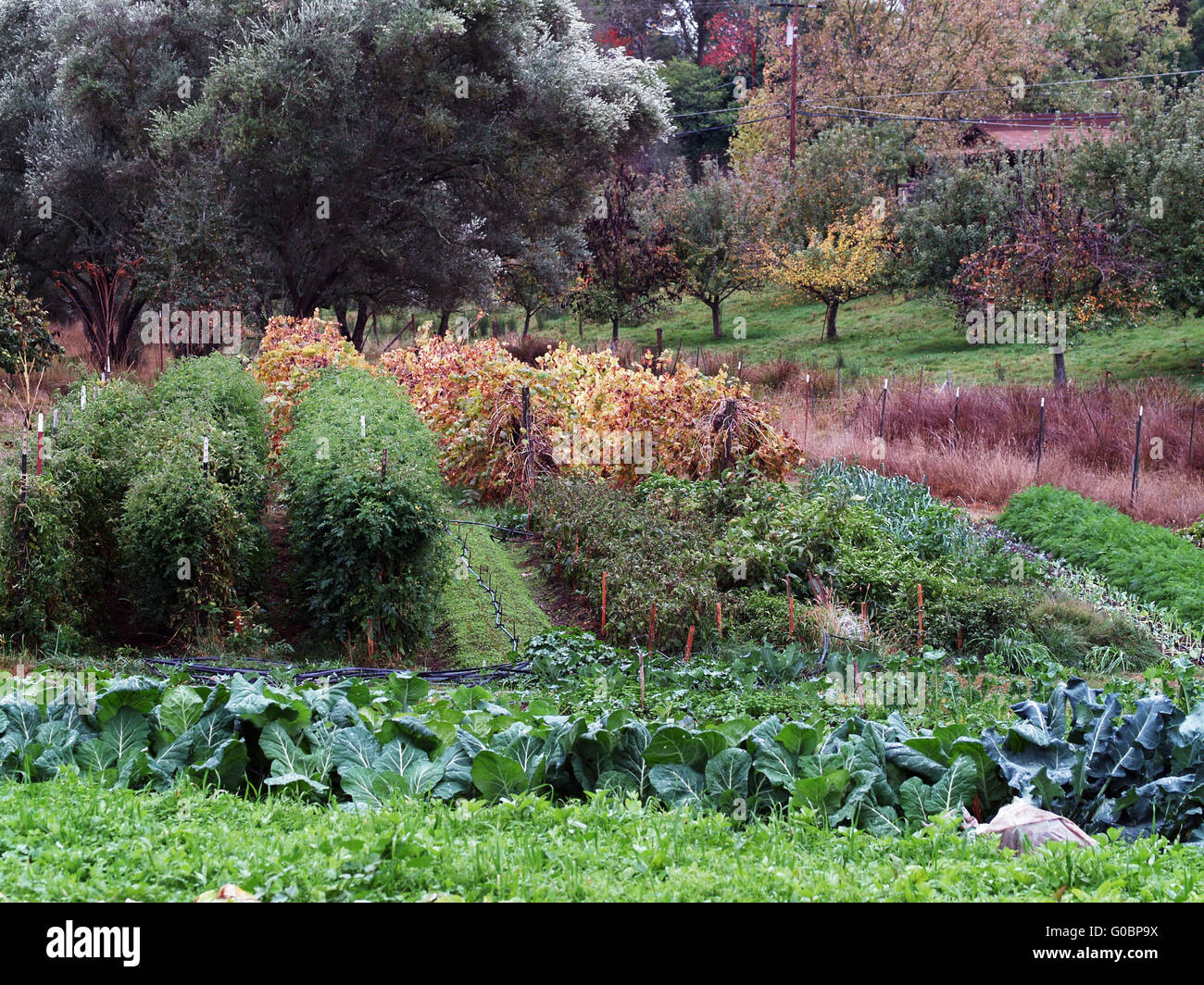 drip system and vegetables in small garden Stock Photo - Alamy