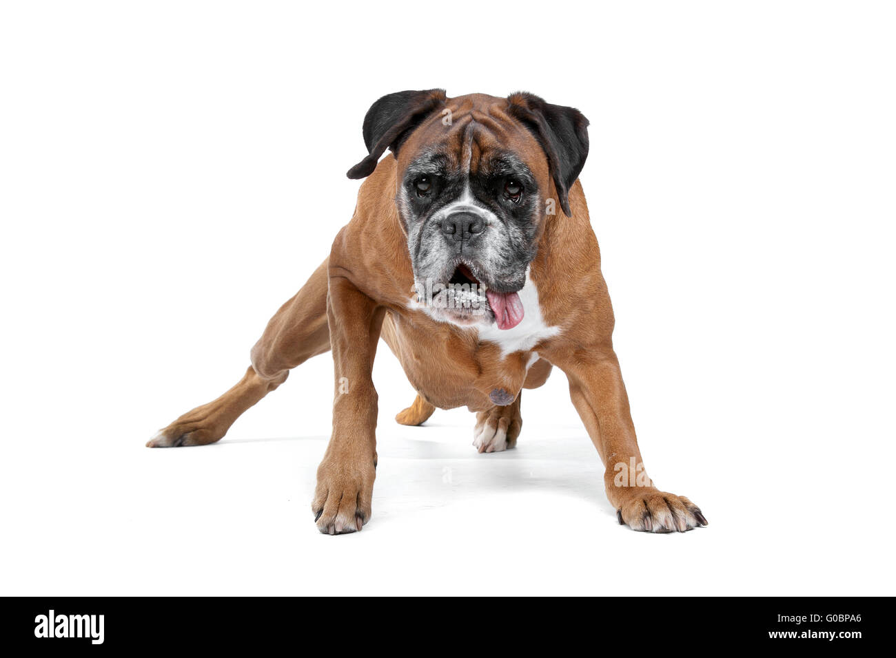 Boxer dog in front of a white background Stock Photo - Alamy