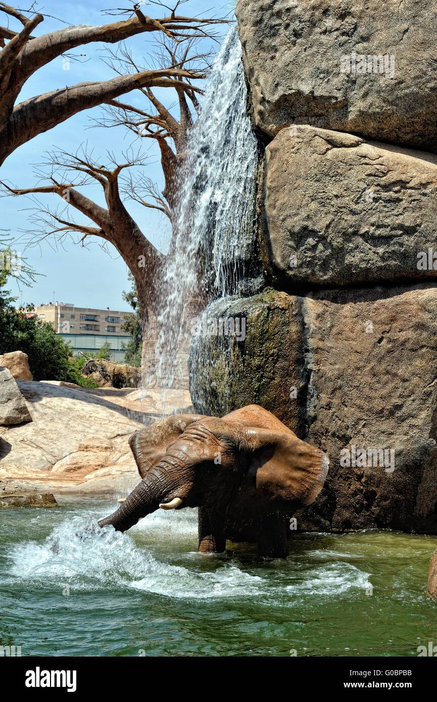 African elephant in natural environment standing under the waterfall ...