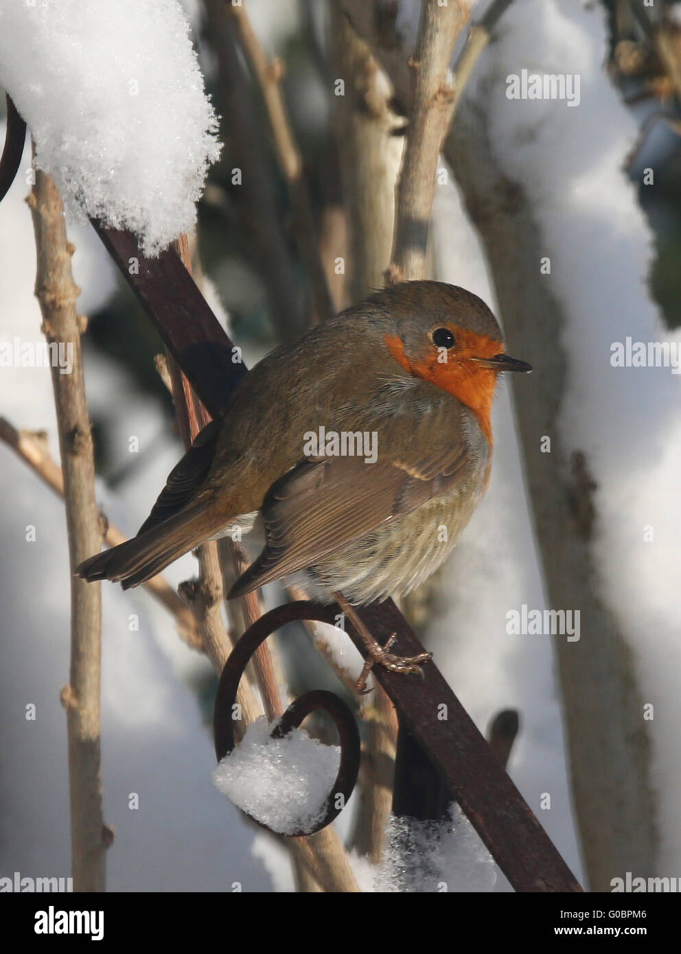 Europe ornithology hi-res stock photography and images - Alamy