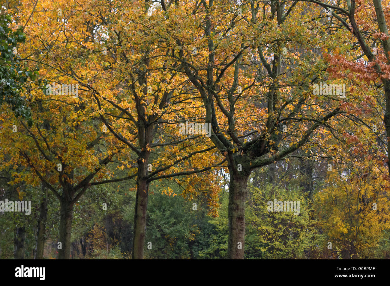 Trees in the rain hi-res stock photography and images - Alamy
