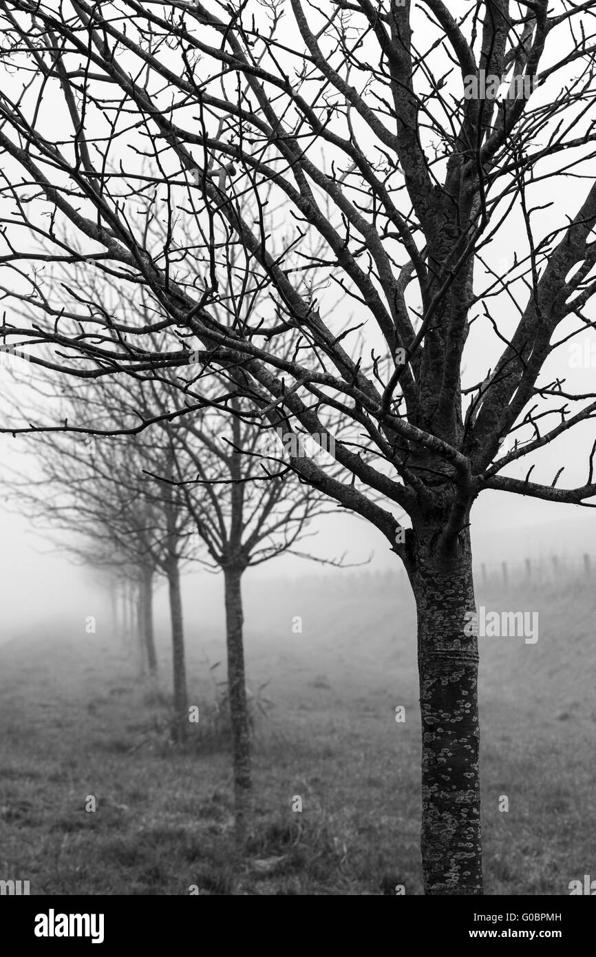 Tree trees fog avenue hi-res stock photography and images - Alamy
