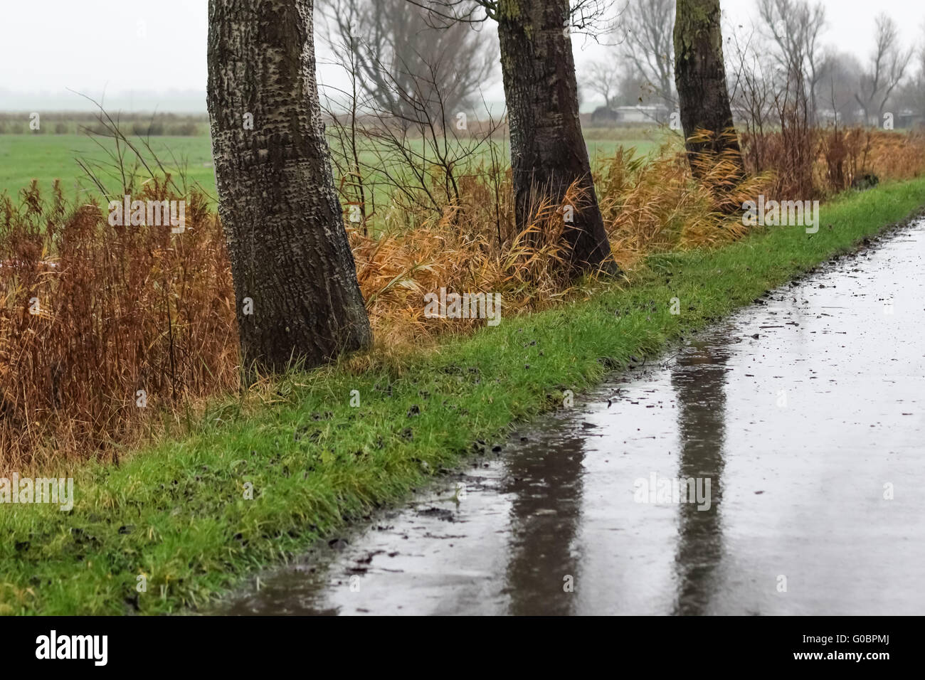Autumn road in the rain Stock Photo - Alamy