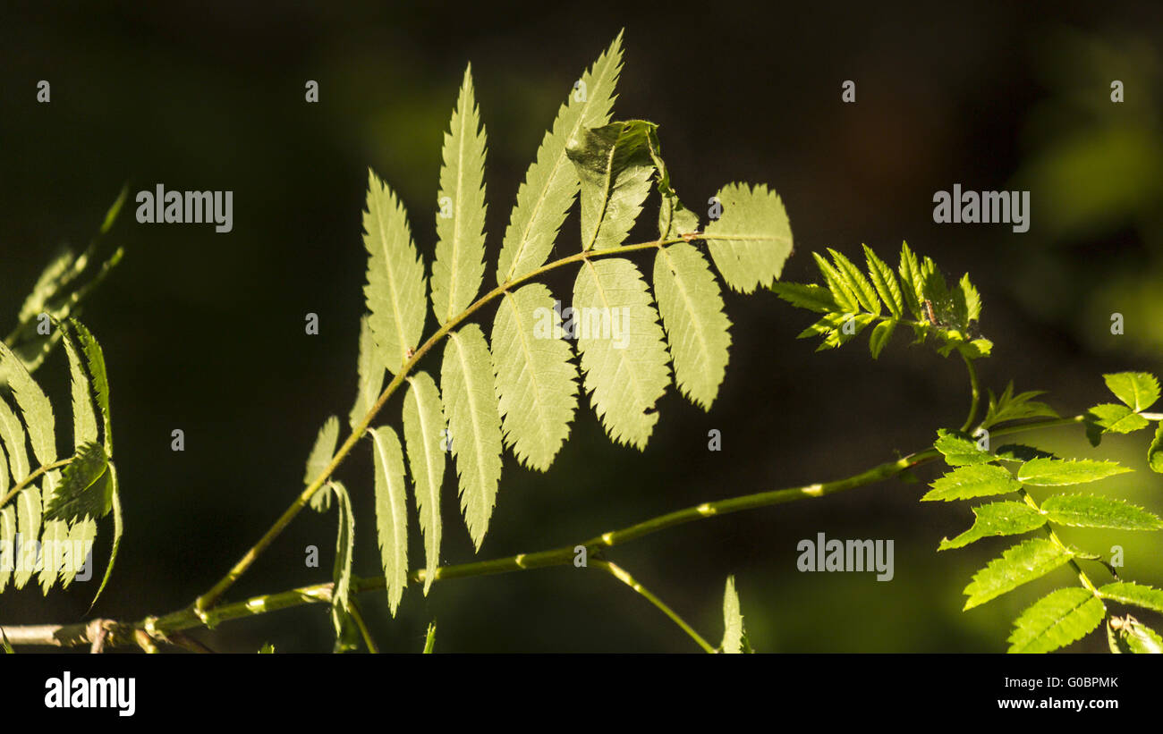 Leaves Close up 1 Stock Photo - Alamy