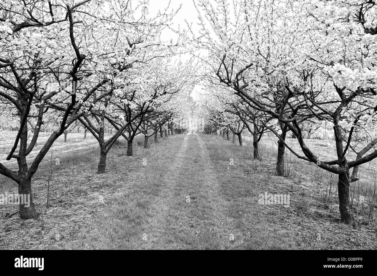Fruit blosso hi-res stock photography and images - Alamy