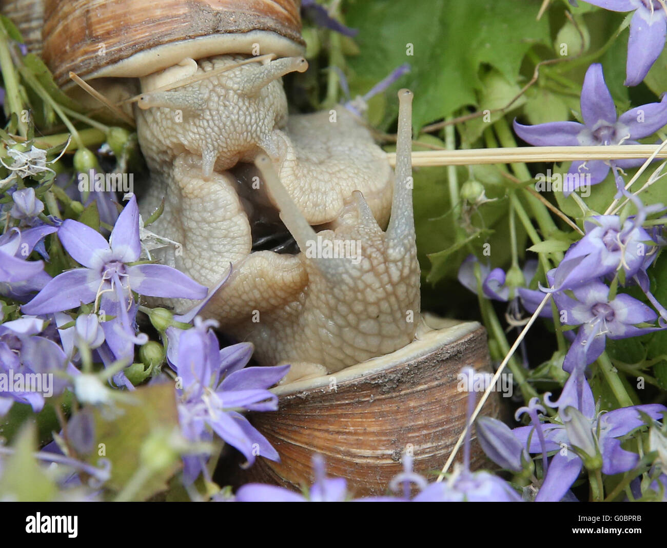 Meeting snails hi-res stock photography and images - Alamy