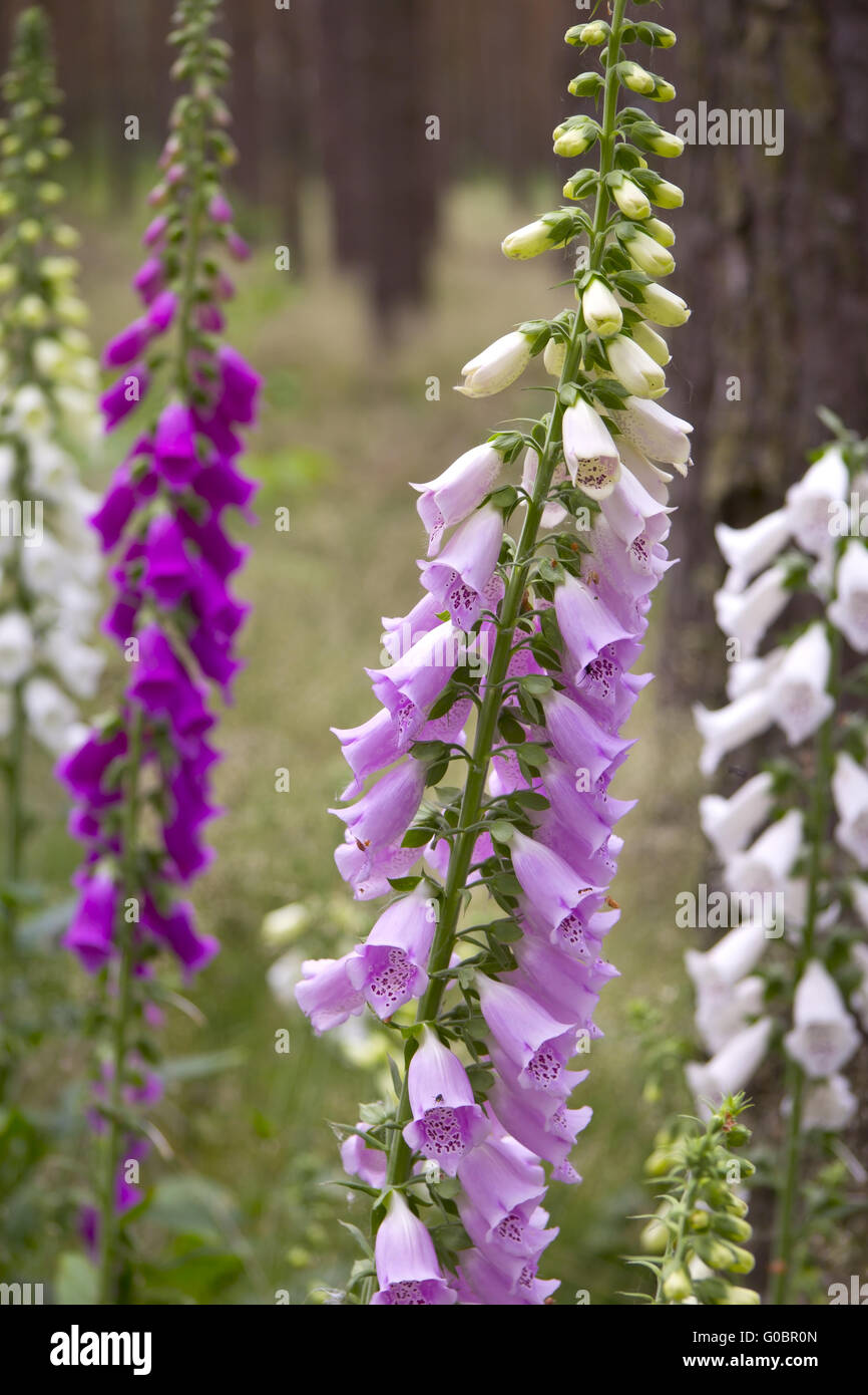 Purple Foxglove Flower Stock Photo - Alamy
