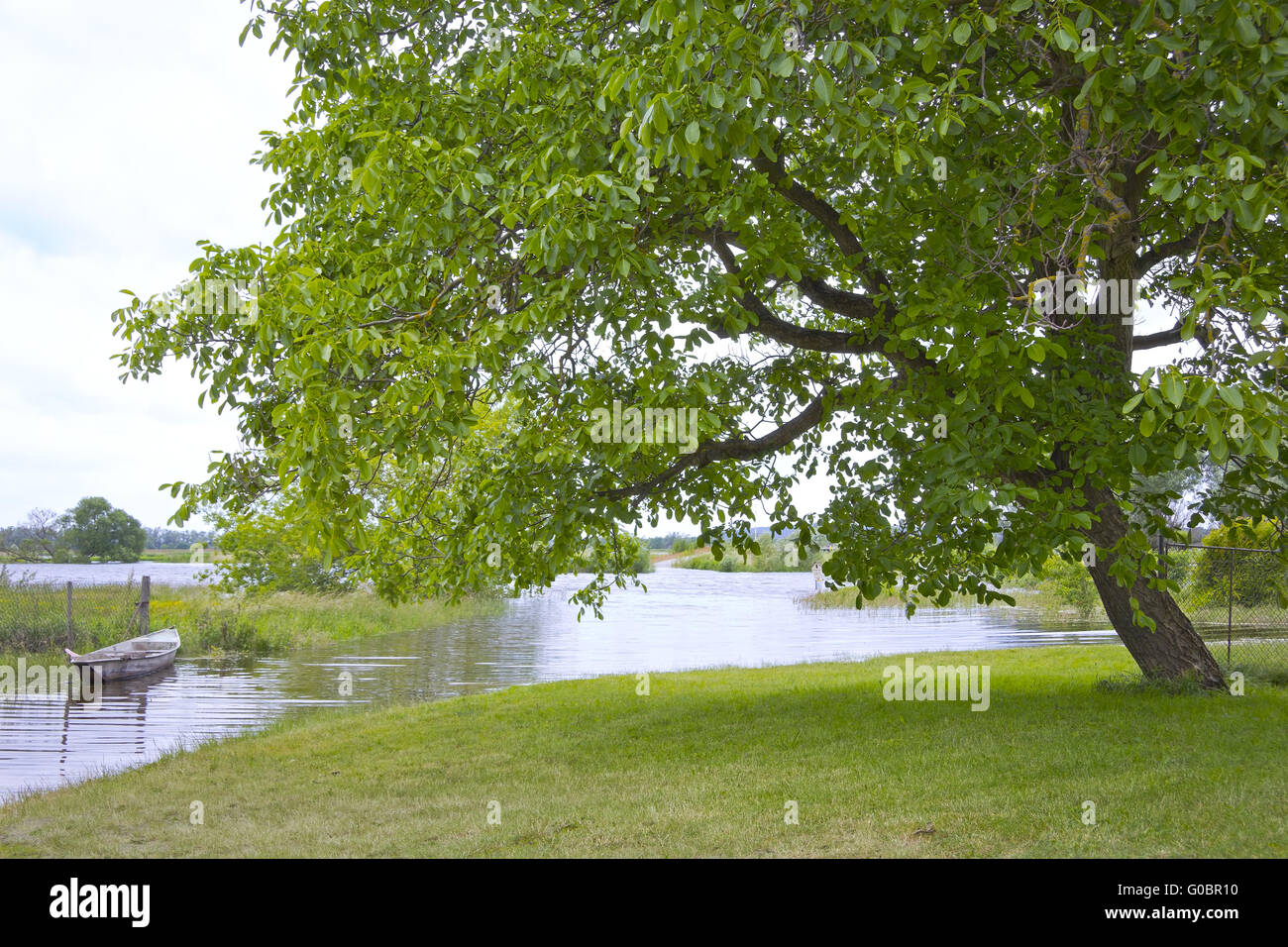 Beautiful Walnut Tree Stock Photo - Alamy