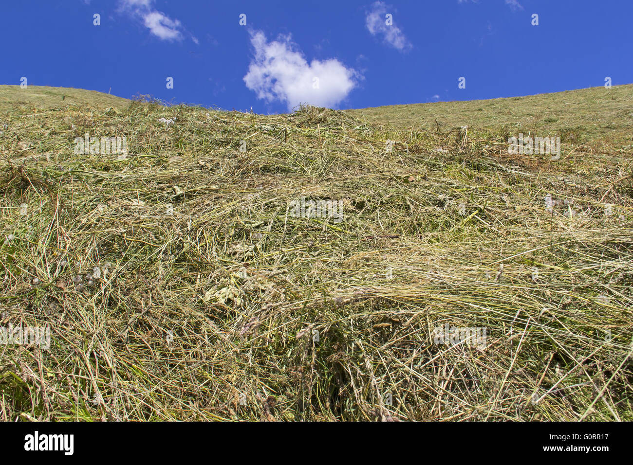 Fresh Hay, Meadow Stock Photo - Alamy