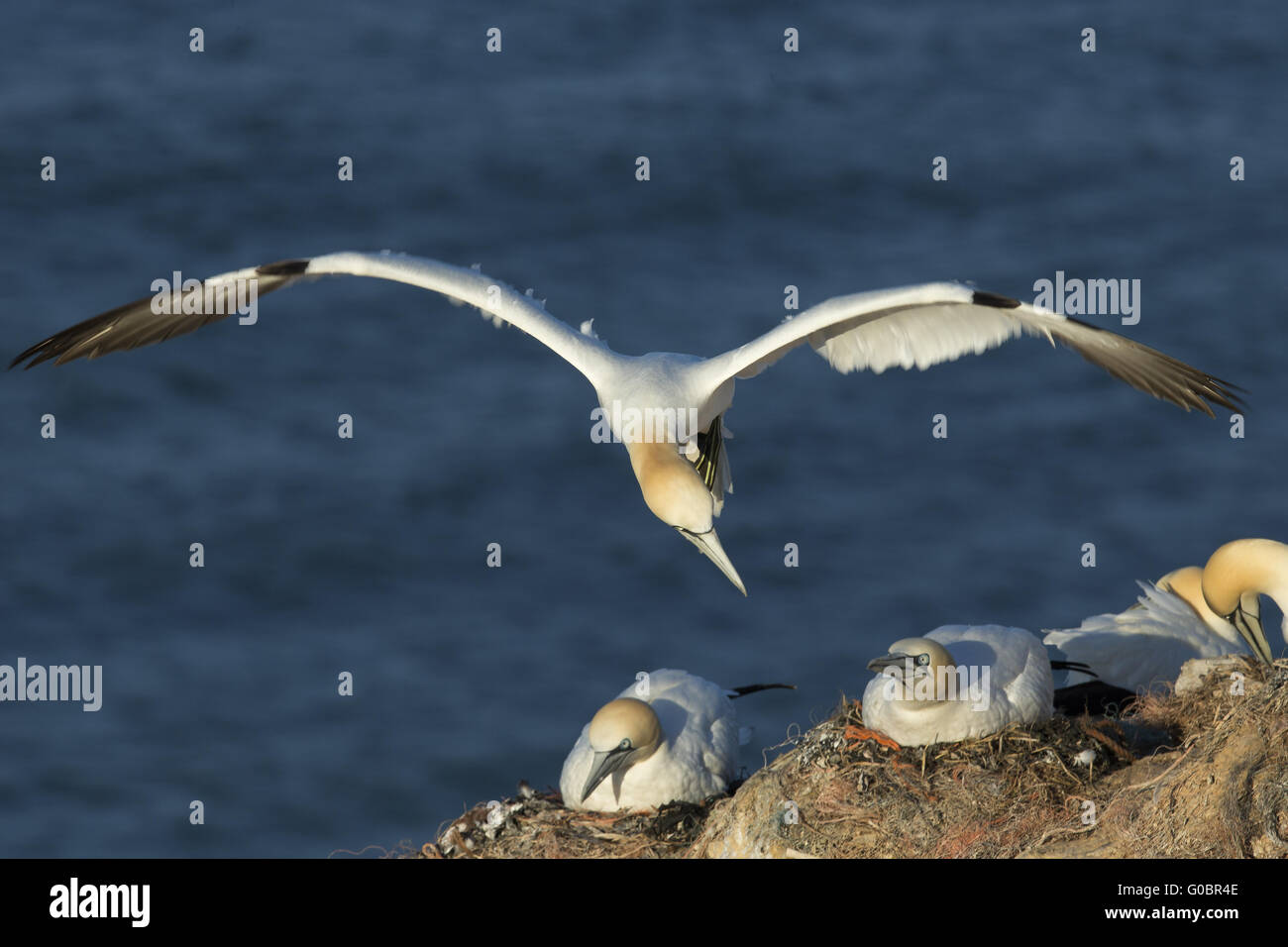 Northern gannet wings hi-res stock photography and images - Alamy
