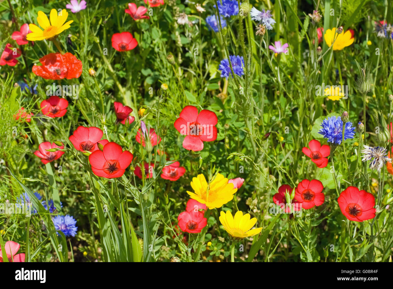 Wild flower meadow Stock Photo - Alamy