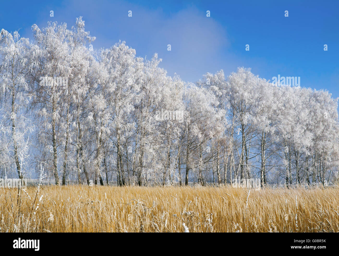 Winter landscape: trees in the frost Stock Photo - Alamy