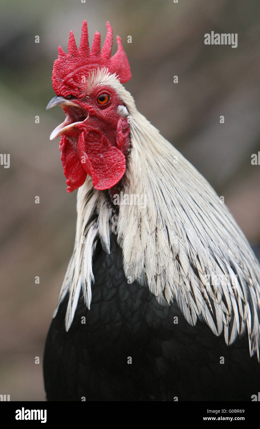 Rooster crowing hi-res stock photography and images - Alamy