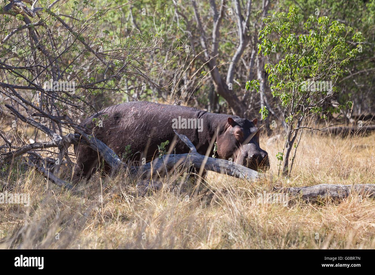 Hippopotamus lurking on land in the Okavango delta of Botswana, Africa ...