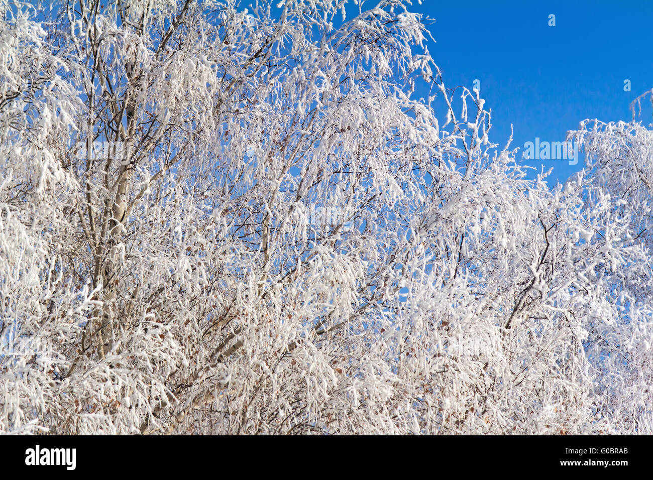Winter landscape: trees in the frost Stock Photo - Alamy