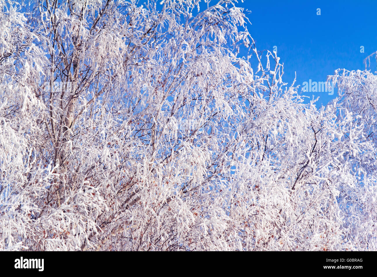 Winter landscape: trees in the frost Stock Photo - Alamy