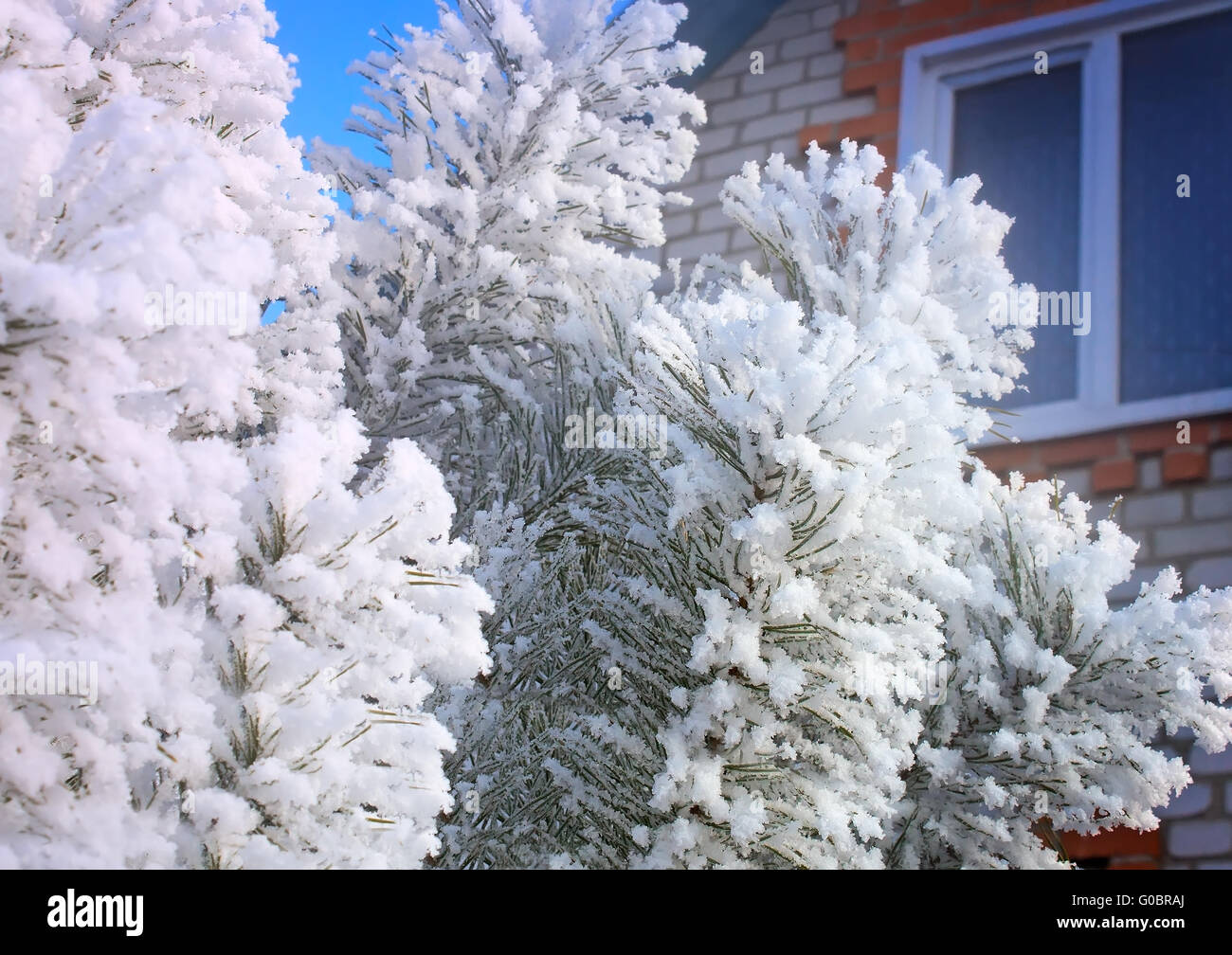 Winter landscape: trees in the frost Stock Photo - Alamy