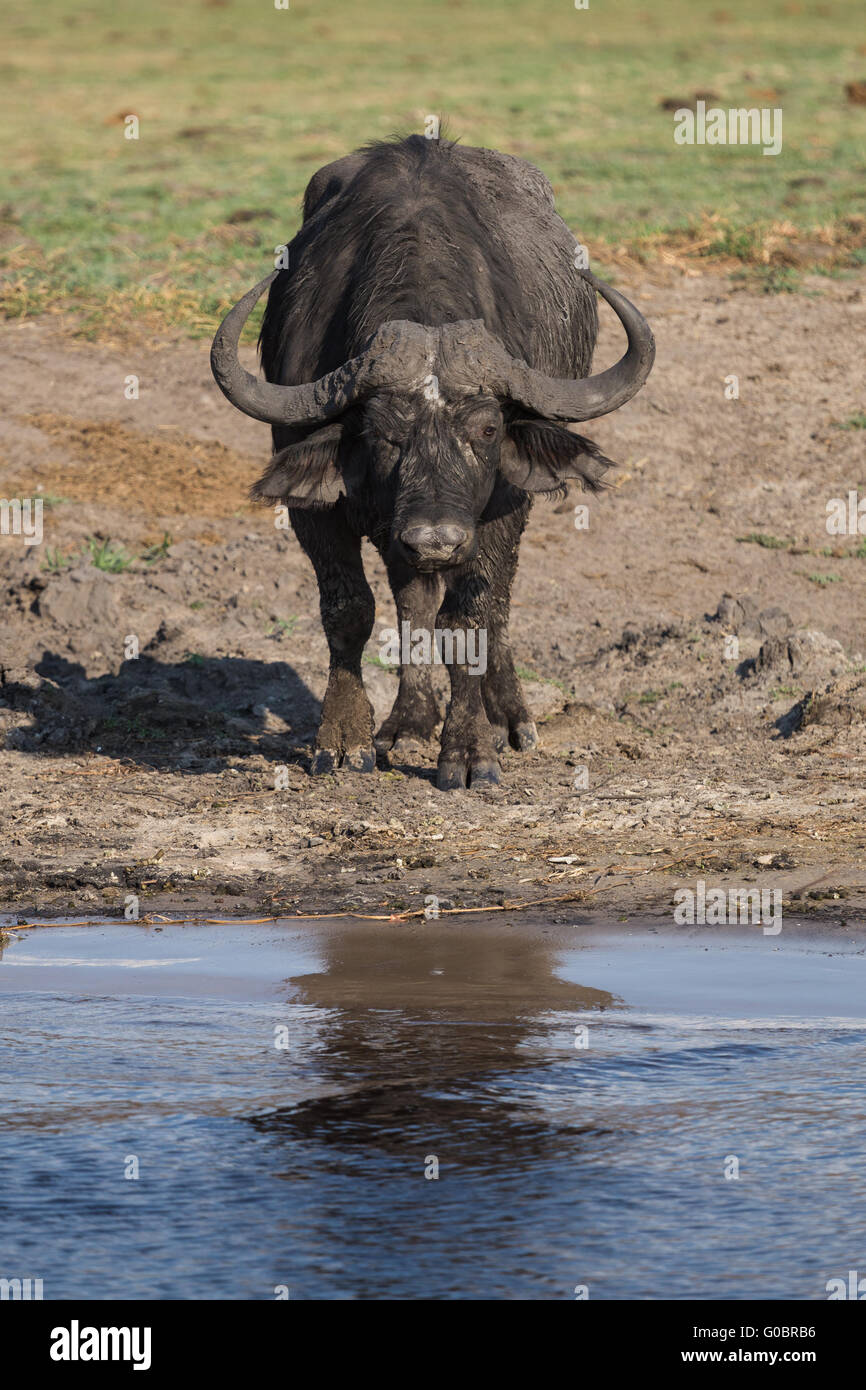 African buffalo at river looking up in Okavango delta, Botswana, Africa ...