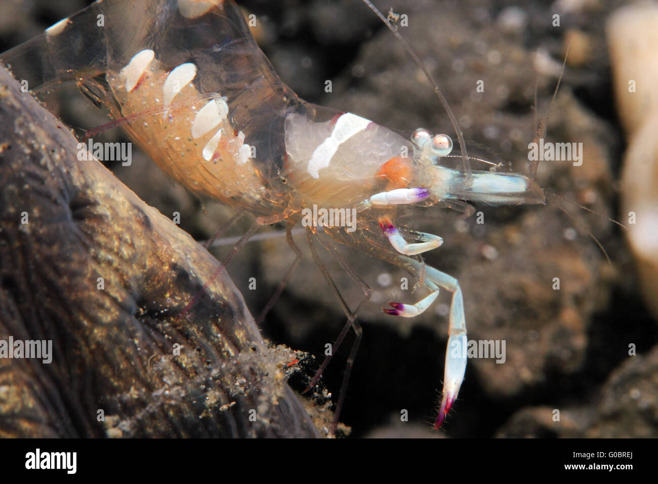 Magnificent shrimp hi-res stock photography and images - Alamy