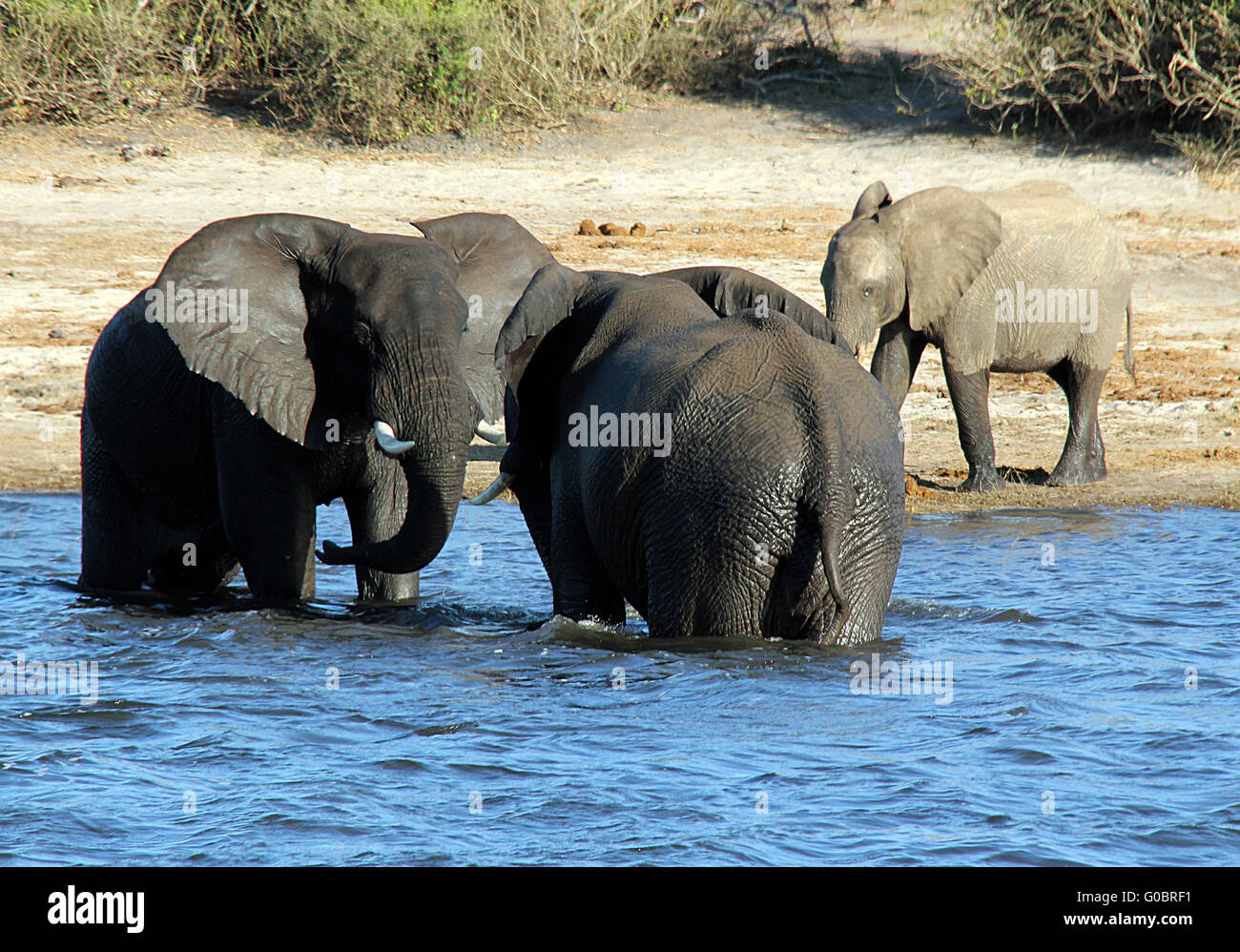 Elephant combat hi-res stock photography and images - Alamy