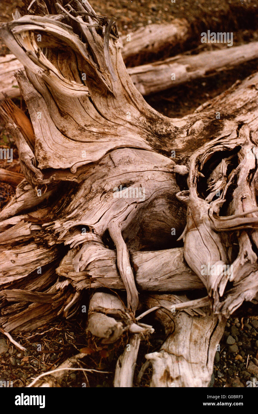 Knotty tree hi-res stock photography and images - Alamy