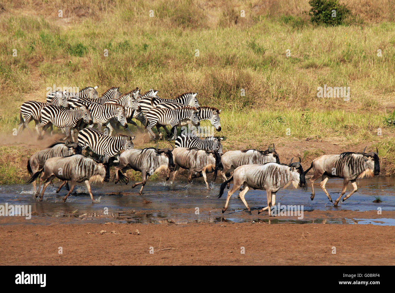 Wildebeests crossing river hi-res stock photography and images - Alamy