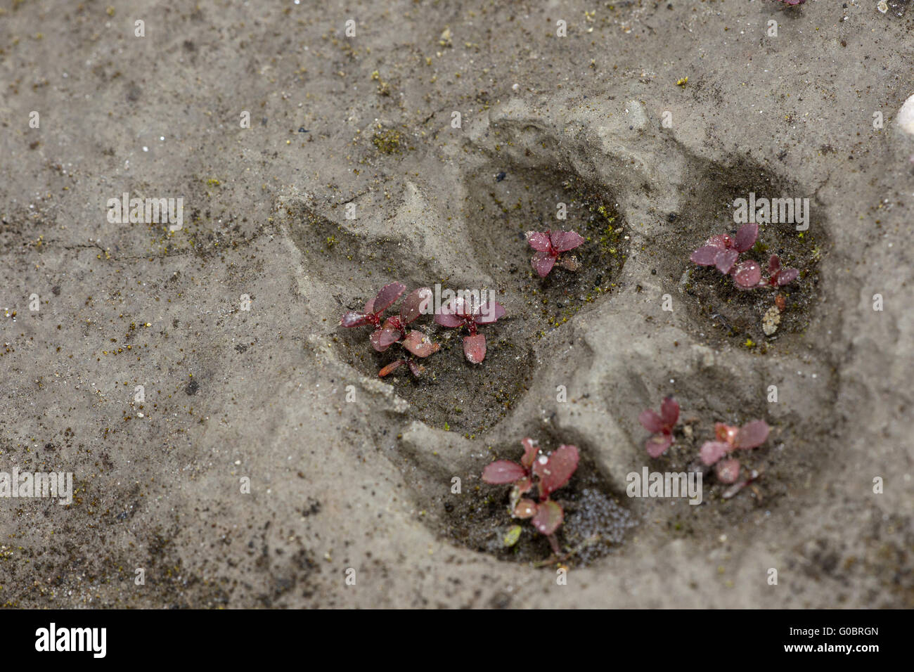 Wolf footprint hi-res stock photography and images - Alamy