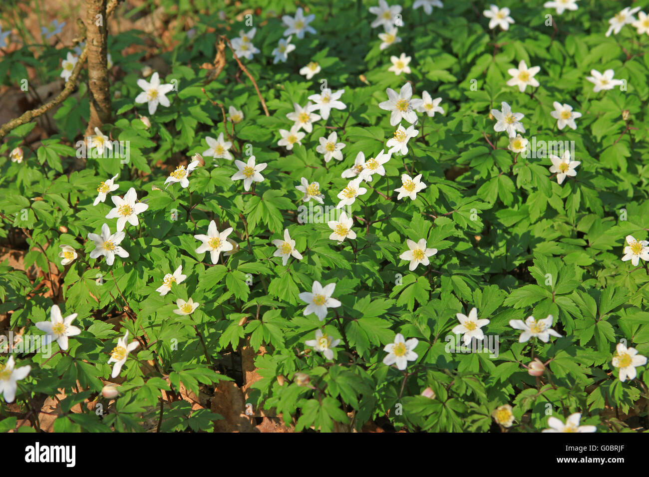 Wood anemones (Anemone nemorosa Stock Photo - Alamy