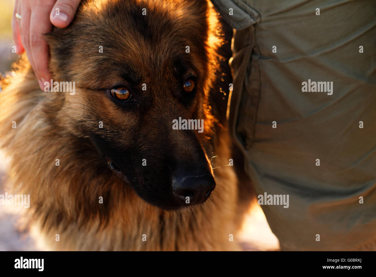Photo of a friendly German shepherd dog Stock Photo - Alamy