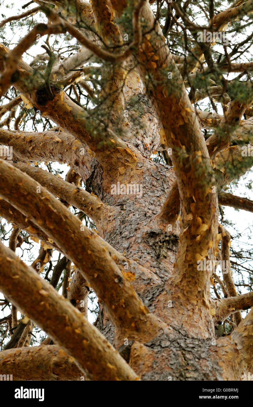 Photo of a tree trunk with lot's of branch Stock Photo - Alamy
