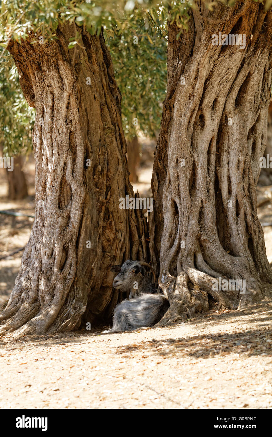 Goat grove hi-res stock photography and images - Alamy