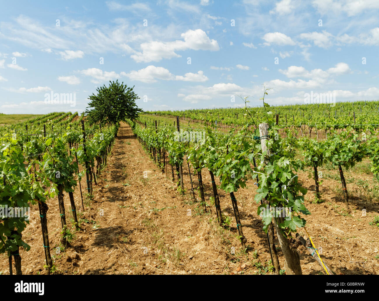 Tokay wine hungary hi-res stock photography and images - Alamy