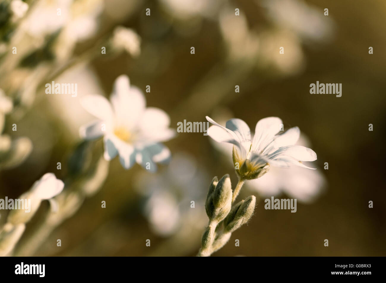 White rock flower garden edging - close up photo Stock Photo - Alamy