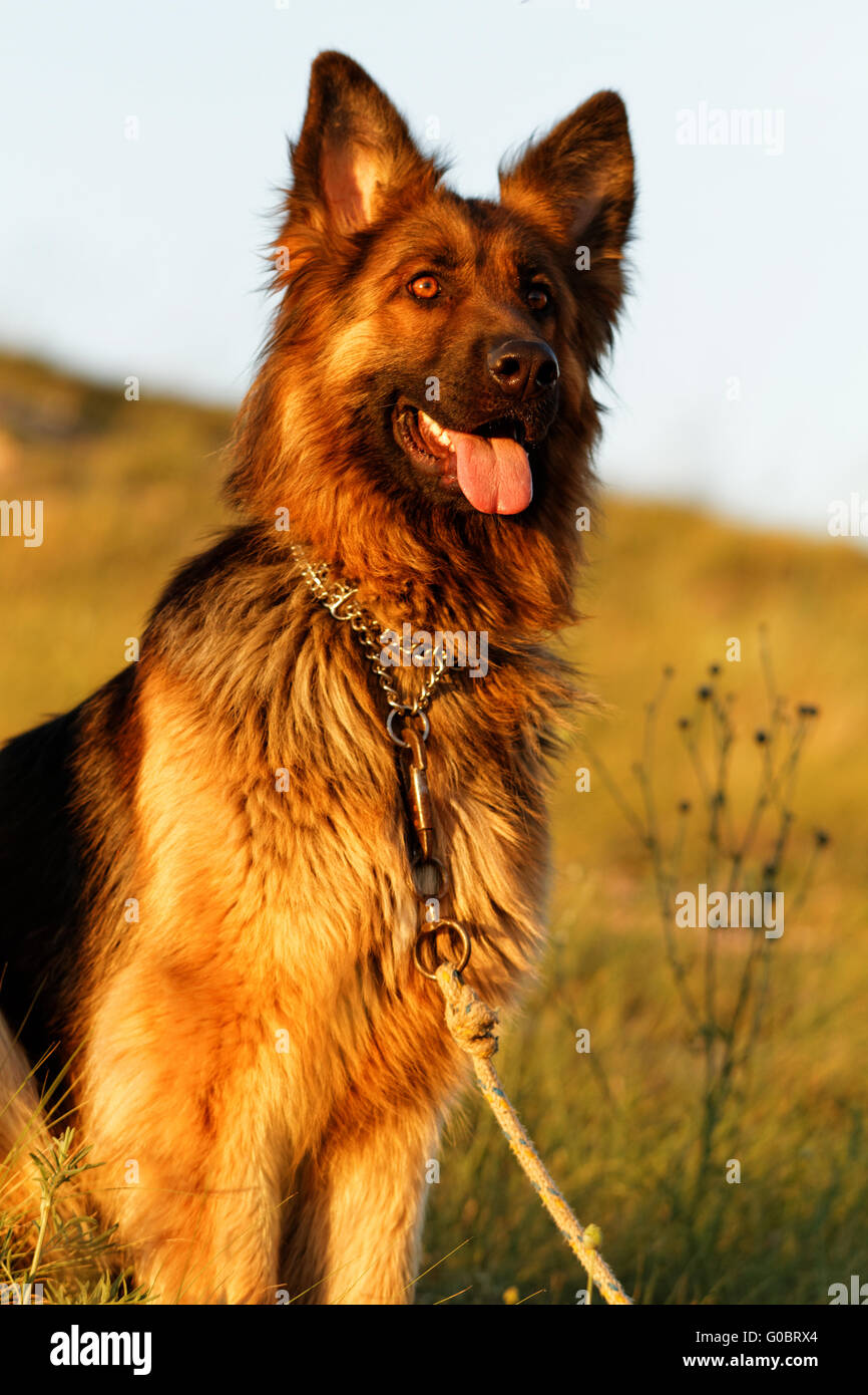 Photo of a friendly German shepherd dog Stock Photo - Alamy