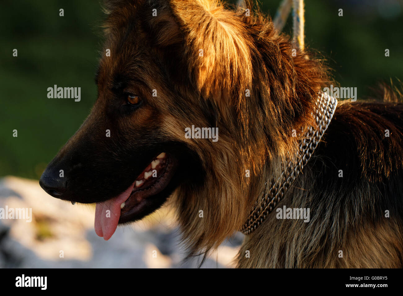 German shepherd sunrise hi-res stock photography and images - Alamy