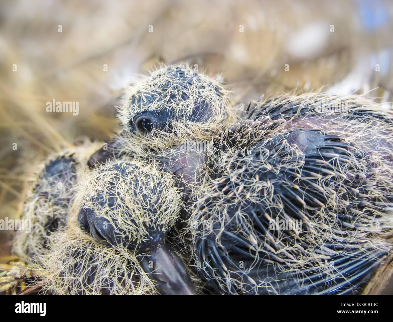 Two Little Baby Birds Stock Photo - Alamy