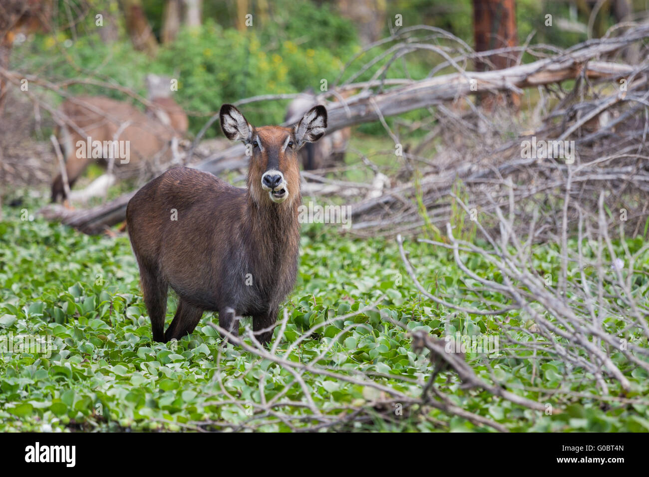 Female Waterbuck looking up, cheving its food Stock Photo - Alamy