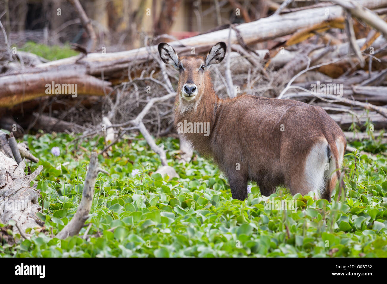 Female Waterbuck looking up, cheving its food Stock Photo - Alamy
