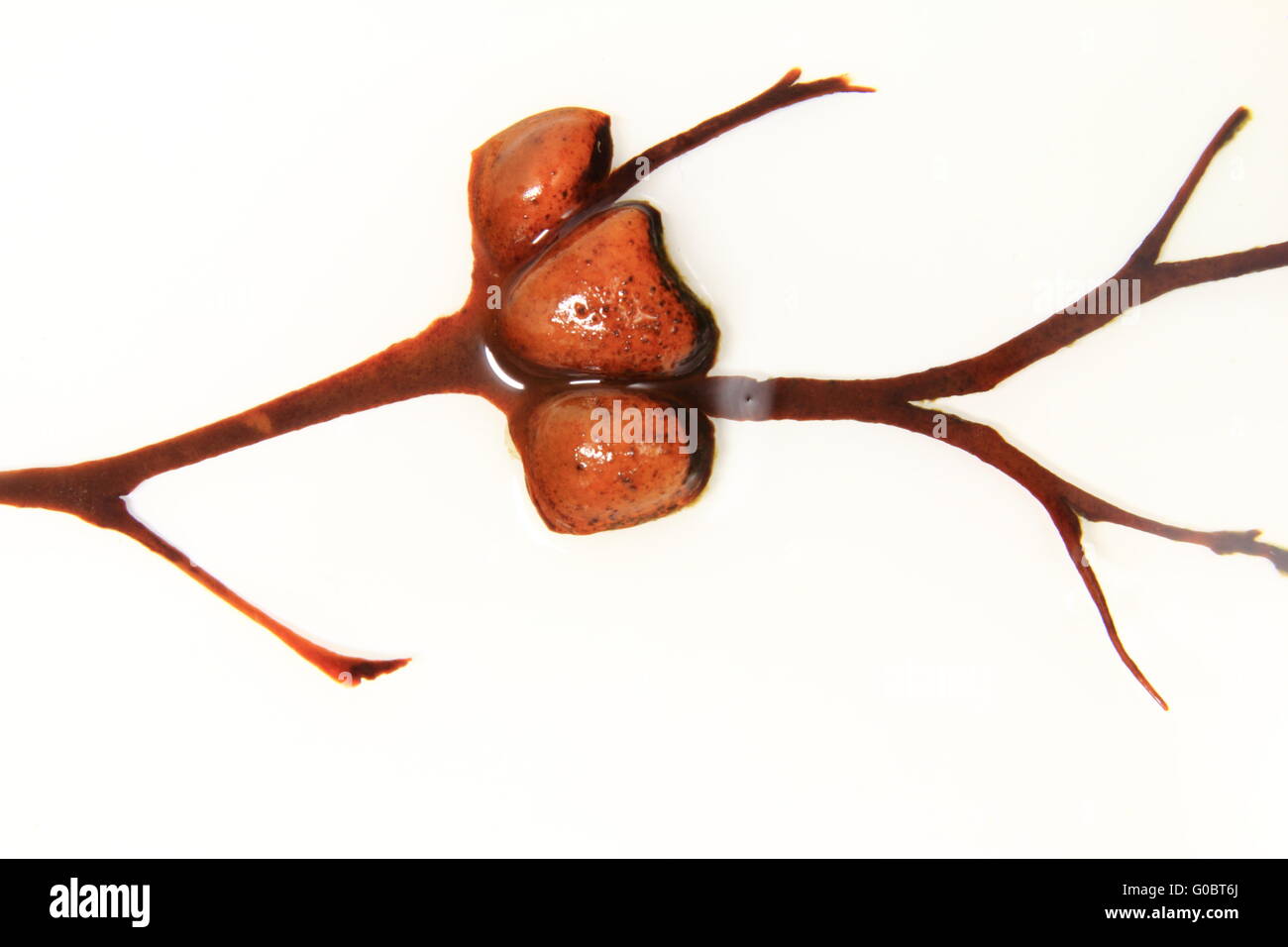 Phaeophyta brown algae hi-res stock photography and images - Alamy