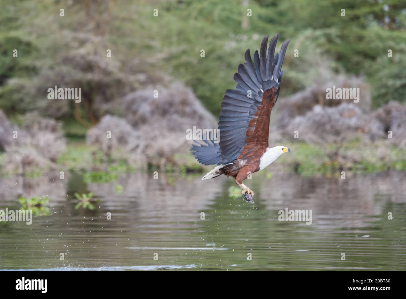 Eagle attacking fish hi-res stock photography and images - Alamy