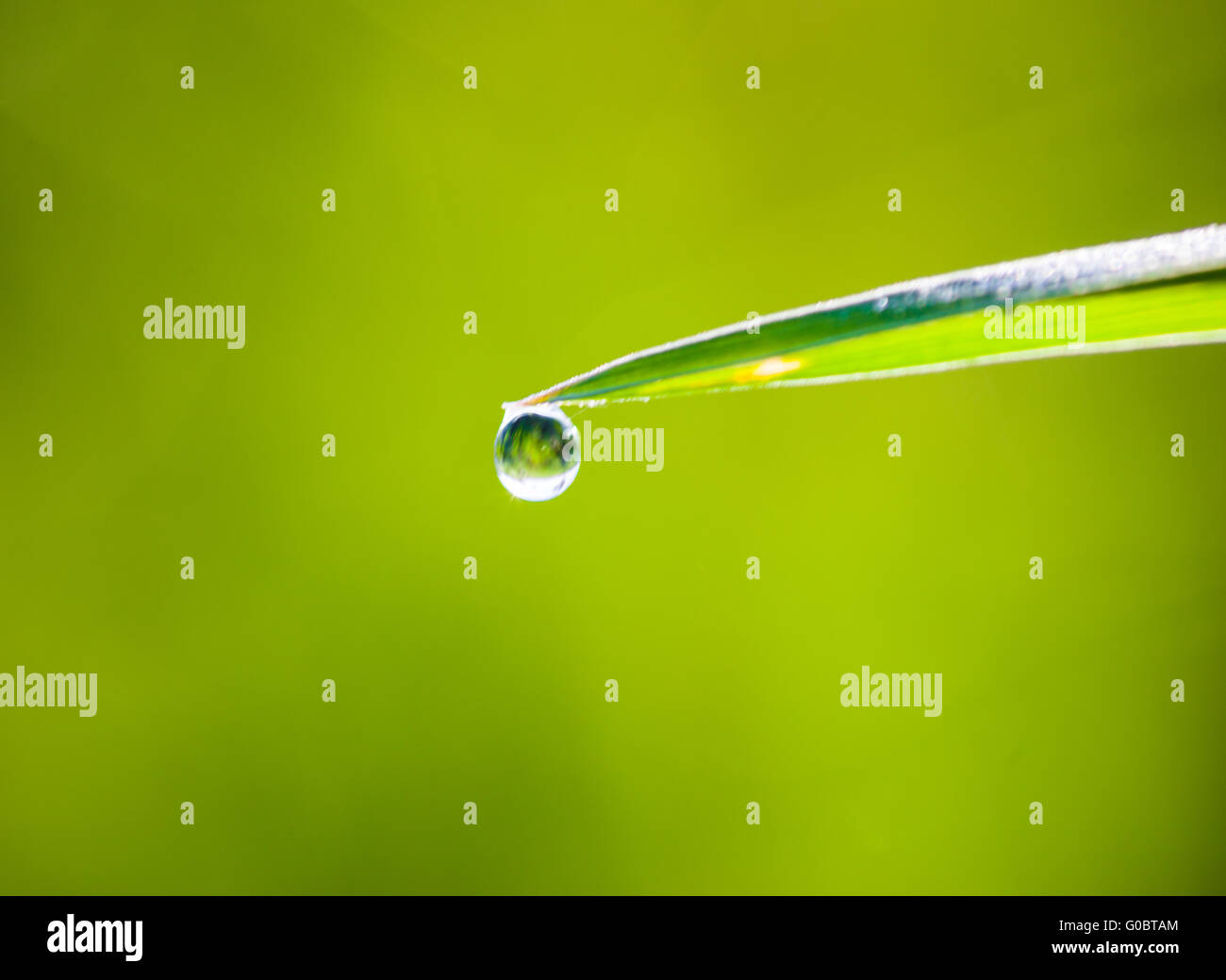 Dew drop hanging from the tip of the green grass blade Stock Photo - Alamy