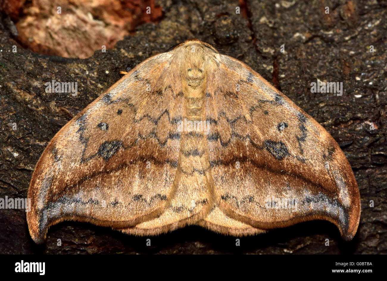 Drepana hi-res stock photography and images - Alamy