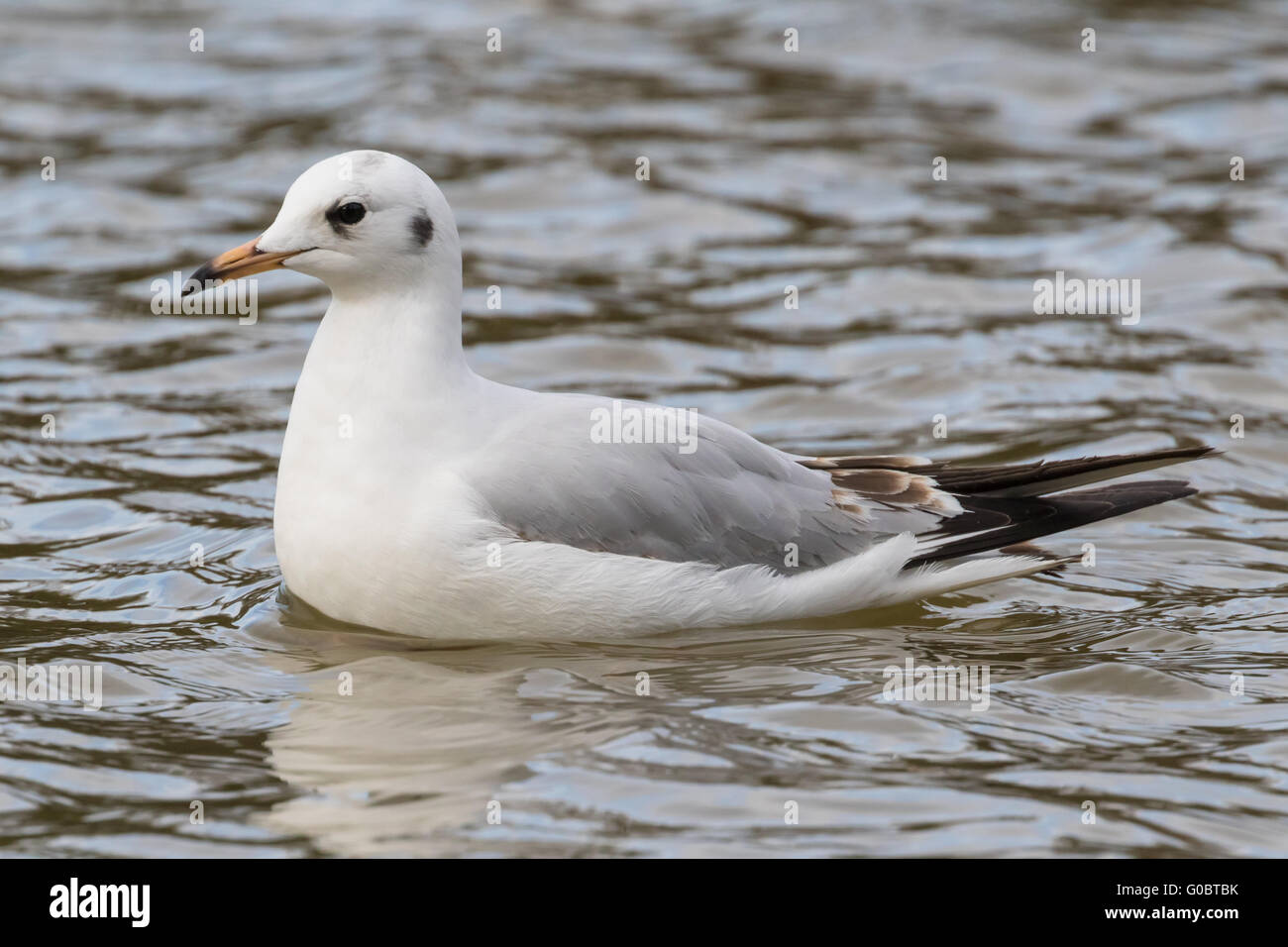 Close up view of seagull swimming in water Stock Photo - Alamy