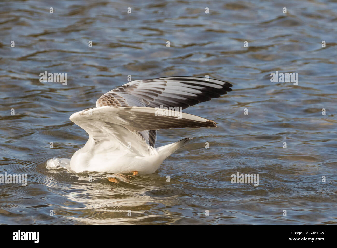 Close up view of seagull preying in water Stock Photo - Alamy